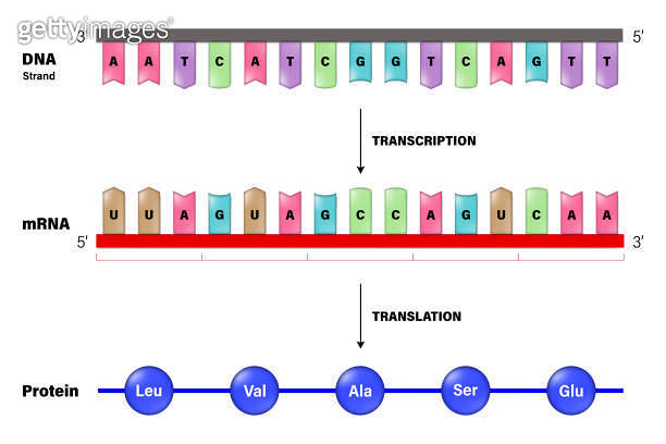 Transcription and Translation. Process of copying a segment of DNA into ...