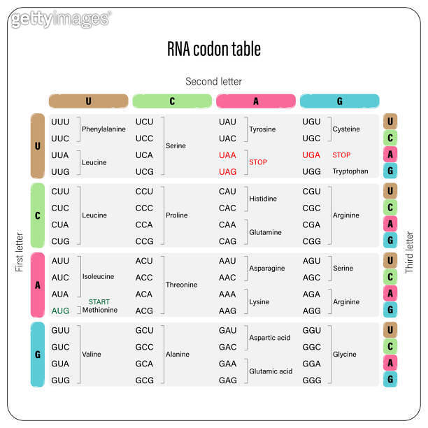 RNA codon table vector. Genetic code table. The three bases of an mRNA ...