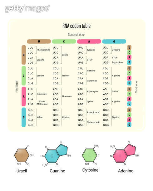 RNA codon table vector. Genetic code table. Uracil, Guanine, Cytosine ...