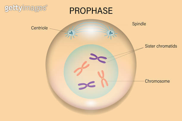 Prophase. Cell division. Cell cycle. 이미지 (2135358744) - 게티이미지뱅크