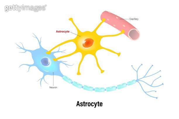 Astrocyte vector. Glial cells (neuroglia). Central nervous system. 이미지 ...