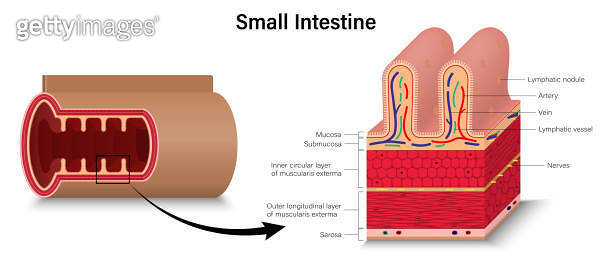 Human small intestine. Cross section of intestinal jejunum. Digestive ...
