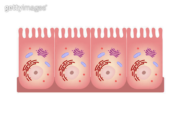 Intestinal epithelial cell. Infographics enterocyte. Medical education ...