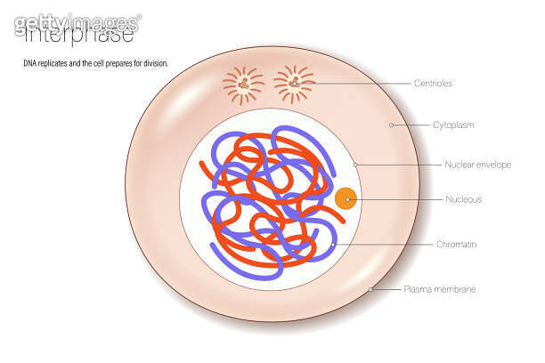 Stages of interphase. Cell division for education use. Cell cycle ...