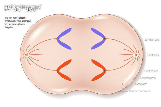 Stages of anaphase. Cell division for education use. Cell cycle. 이미지 ...