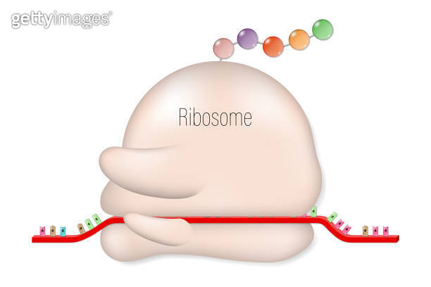 Ribosome structure. Translation. Polypeptide. mRNA. tRNA. (2139919290 ...