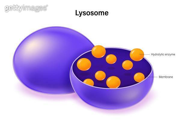 Lysosome structure vector. Infographics. Organelle of eukaryotic cells ...