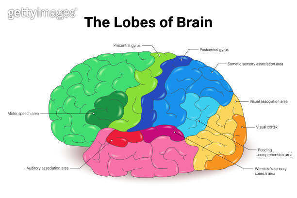 The Lobes of Brain vector. Human brain structure diagram. Brain ...