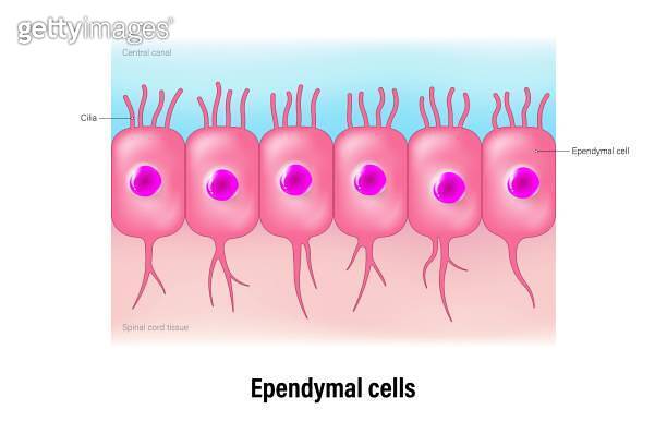 Ependymal cells vector. Ependymocytes. Glial cells (neuroglia). Central ...