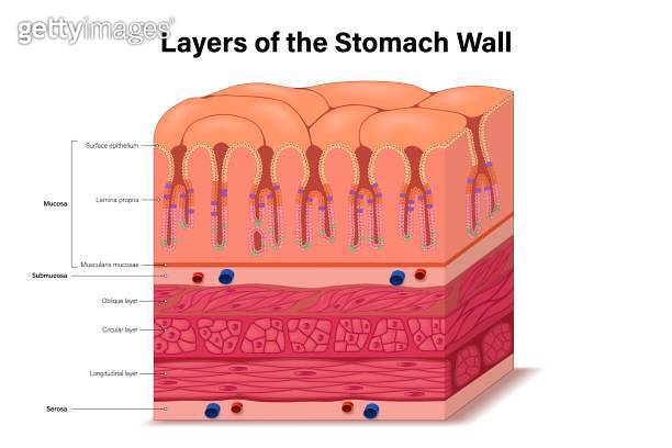 Layers of the stomach wall vector. Anatomy of the structure. Digestive ...