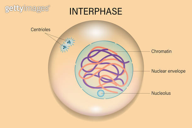 Interphase. Cell division. Cell cycle. (2135358222) 일러스트, 무료 일러스트 - 게티이미지뱅크