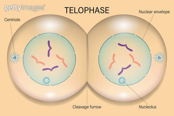 Telophase. Cell division. Cell cycle. (2135359901) 일러스트, 무료 일러스트 - 게티이미지뱅크