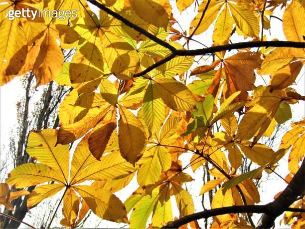 Japan. November. Chestnut leaves under the autumn sun 이미지 (1968187638 ...