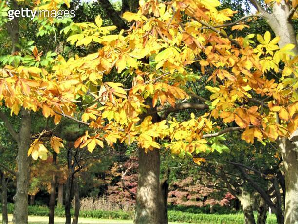 Japan. November. Chestnut tree under the autumn sun 이미지 (1968187649 ...