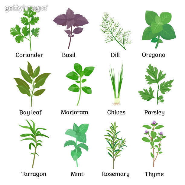 Fresh green herb leaves with names collection. Popular culinary herbs ...