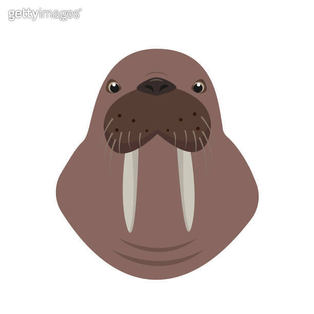 Walrus animal head front view. Sea or ocean water mammal animal face ...