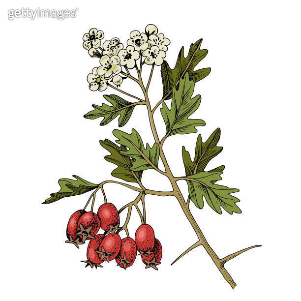 Hand drawn hawthorn with berries and blossoms 이미지 (2151260550) - 게티이미지뱅크