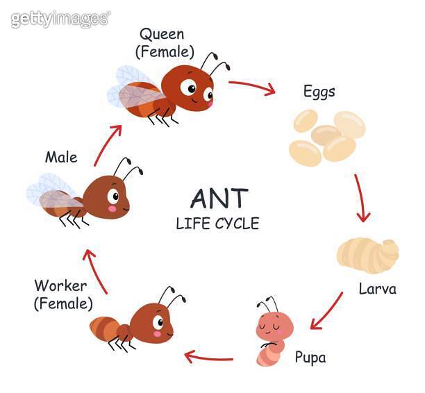 Ant life cycle poster for children. Step by step stages of insects ...