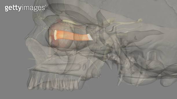 The medial rectus is an adductor, and functions along with the lateral ...