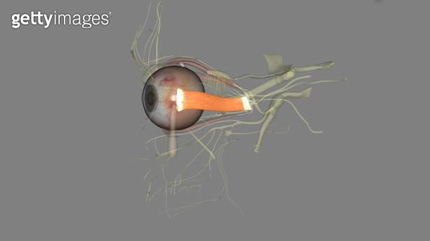 The medial rectus is an adductor, and functions along with the lateral ...