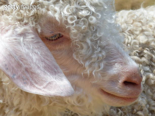 Curly like a sheep 이미지 (2048447924) - 게티이미지뱅크