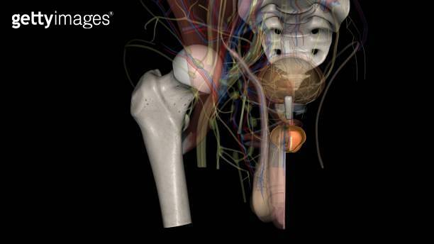 bulbocavernosus muscle, also called Bulbospongiosus, a muscle of the ...