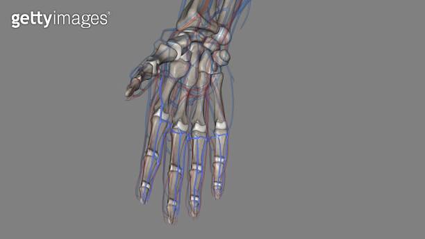 The palmar (volar) digital veins on each finger are connected to the ...