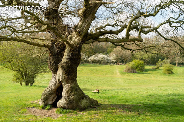 Old oak tree surrounded by grass and flanked by woodland in spring in ...
