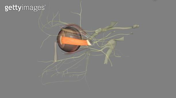 The medial rectus is an adductor, and functions along with the lateral ...