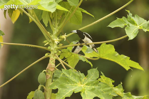 Hooded butcherbird (Cracticus cassicus) in Waigeo Island, Indonesia 이미지 ...
