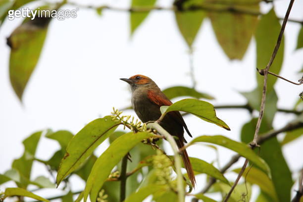 The red-faced spinetail (Cranioleuca erythrops) in Ecuador (2147566545 ...