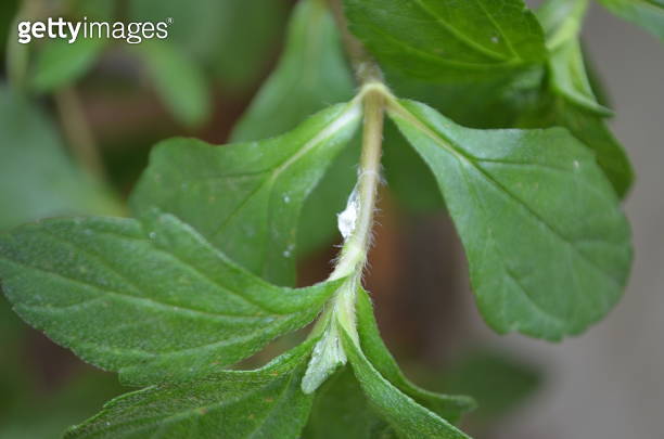 Planococcus citri, commonly known as the citrus mealybug, is a species ...