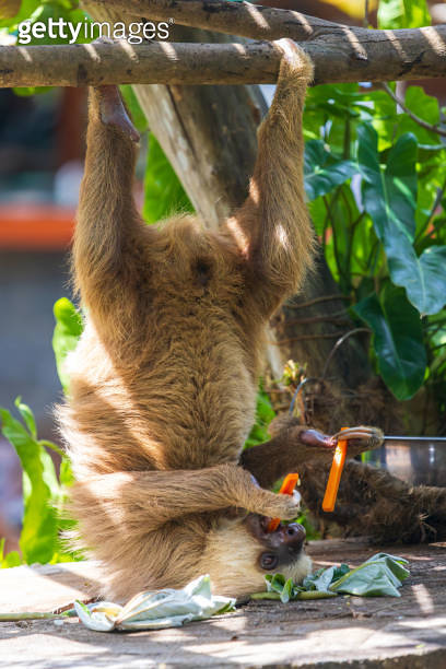 three-toed sloth hanging from a tree eating carrots (1913465446) - 게티이미지뱅크