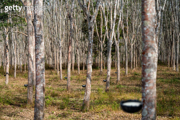 Rubber trees in rubber plantations farmers of southern Thailand, Rubber ...