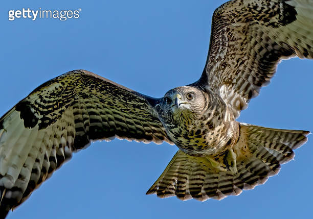 Honey Buzzard flying over Woodwalton Fen nature reserve 이미지 (2166027014 ...
