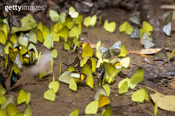 Swarm of adult male butterflies sapping on salt and mineral which also ...