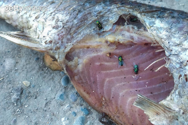 Rotten fish that are eaten by insects like wasps, flies and maggots ...