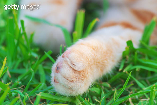 The paw of a red tabby cat stretched forward over the lawn in the city ...