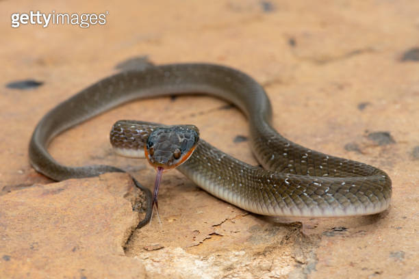 Red-lipped herald Snake (Crotaphopeltis hotamboeia) 이미지 (1992248125 ...