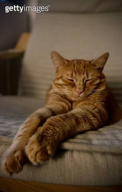 Cute ginger tabby cat lay on sofa. paws close up. 이미지 (2008720181) - 게티 ...