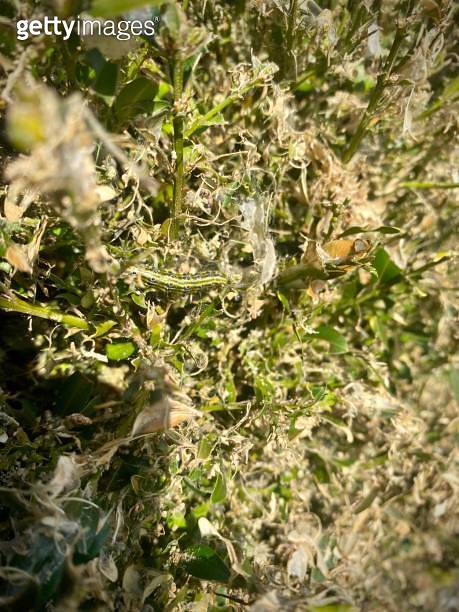 Box tree caterpillars eating buxus plants. Insects, pests 이미지 ...