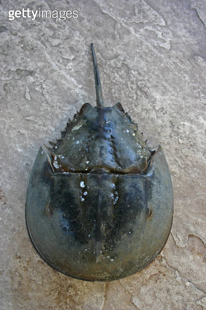 The female horseshoe crab (Limulus polyphemus) 이미지 (1985335200) - 게티이미지뱅크