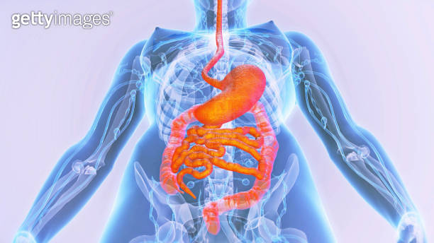 Anatomy of female digestive system (2095686934) - 게티이미지뱅크