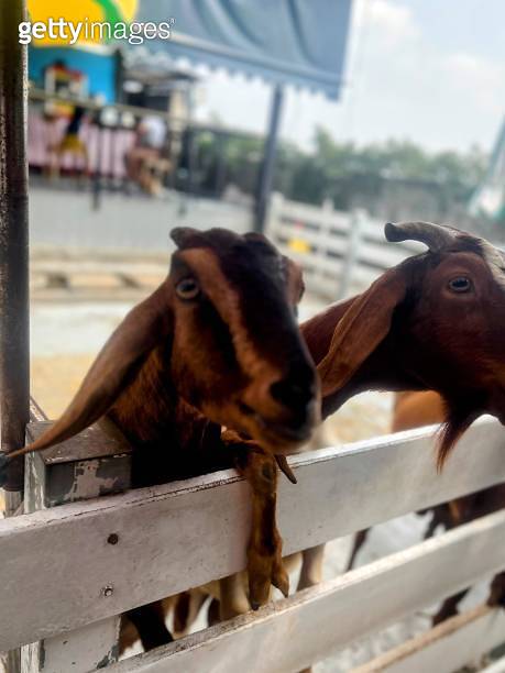 a photography of two goats sticking their heads over a fence. 이미지 ...