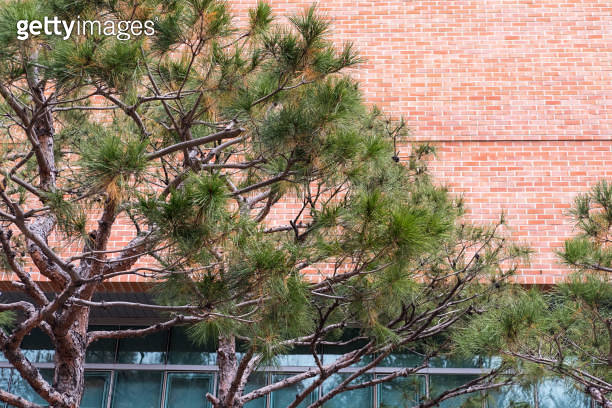Pine tree branch with brick building on the background 이미지 (1899532865 ...