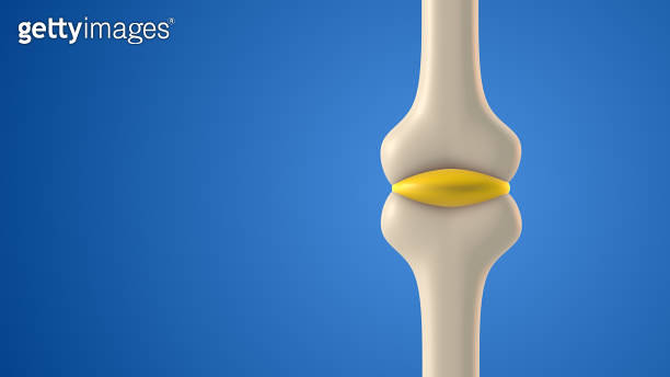 Human bone joint cavity with synovial fluid 이미지 (2062608164) - 게티이미지뱅크