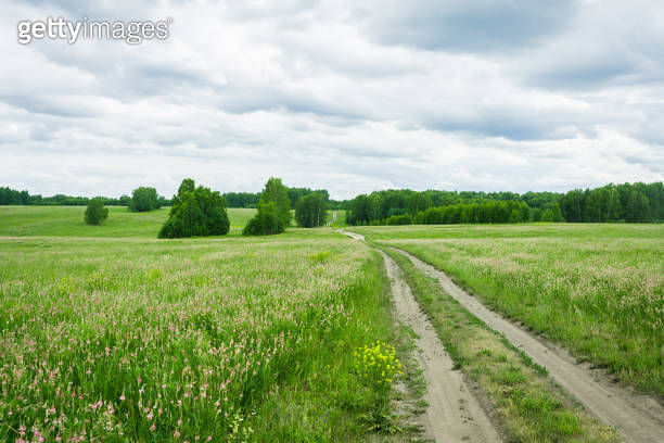 Road through beautiful meadow with wild pink flowers alfalfa on the ...