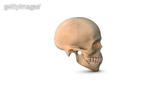 Human Cranium bone isolated on white background 이미지 (2158949822) - 게티이미지뱅크