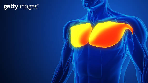 Chest Muscle Pain with blue background 이미지 (2150375224) - 게티이미지뱅크