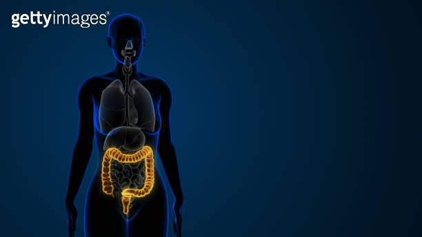 Female highlighted large intestine anatomy 이미지 (2152301910) - 게티이미지뱅크